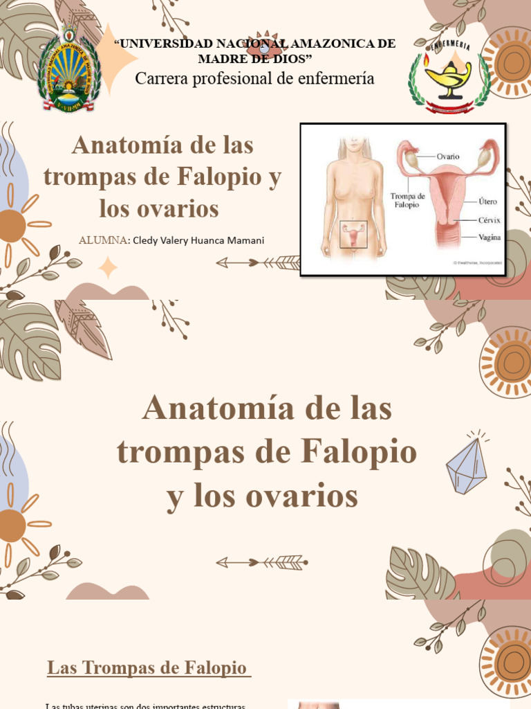 Anatomia de Los Ovarios y Trompas de Falopio | Descargar gratis PDF ...