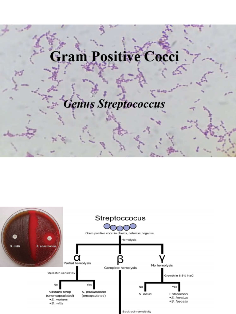 Streptococcus Spp Pdf Streptococcus Medicine