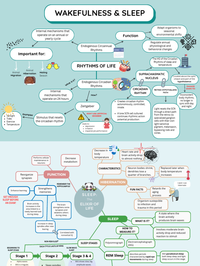 Biopsych Mind Map | PDF