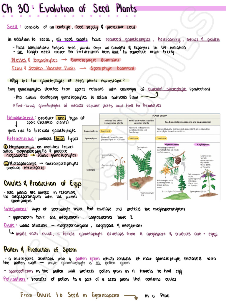 CH 30 - Evolution of Seed Plants | PDF | Fruit | Flowers