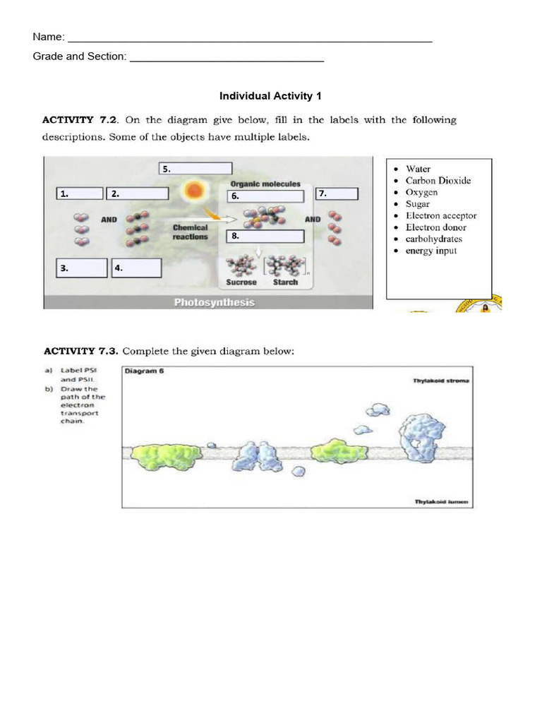 Electron Flow in Light Reaction Activity | PDF