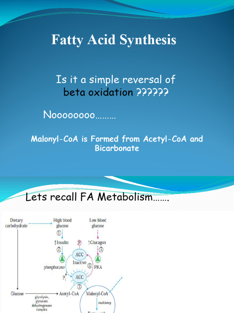 Fat Synthesis | PDF | Metabolism | Fatty Acid