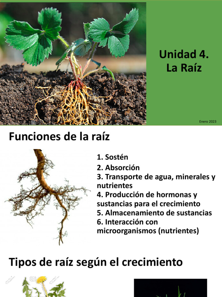 Funciones y Tipos de Raíces en Plantas | PDF | Ciencia y matemáticas