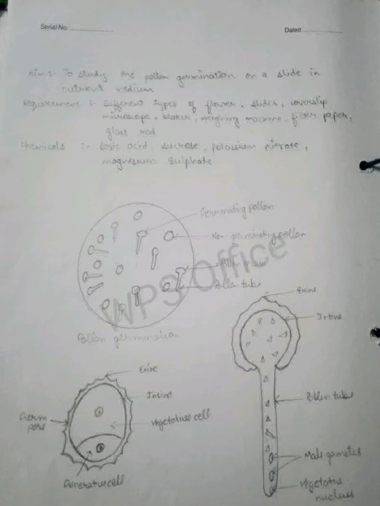 Biology Practical File | PDF