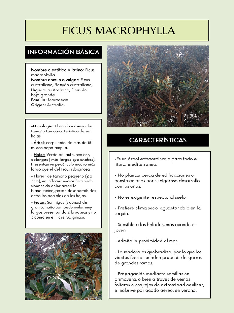 ficha técnica Ficus Macrophylla | PDF