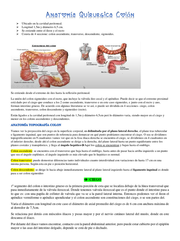 Anatomía Colon | PDF