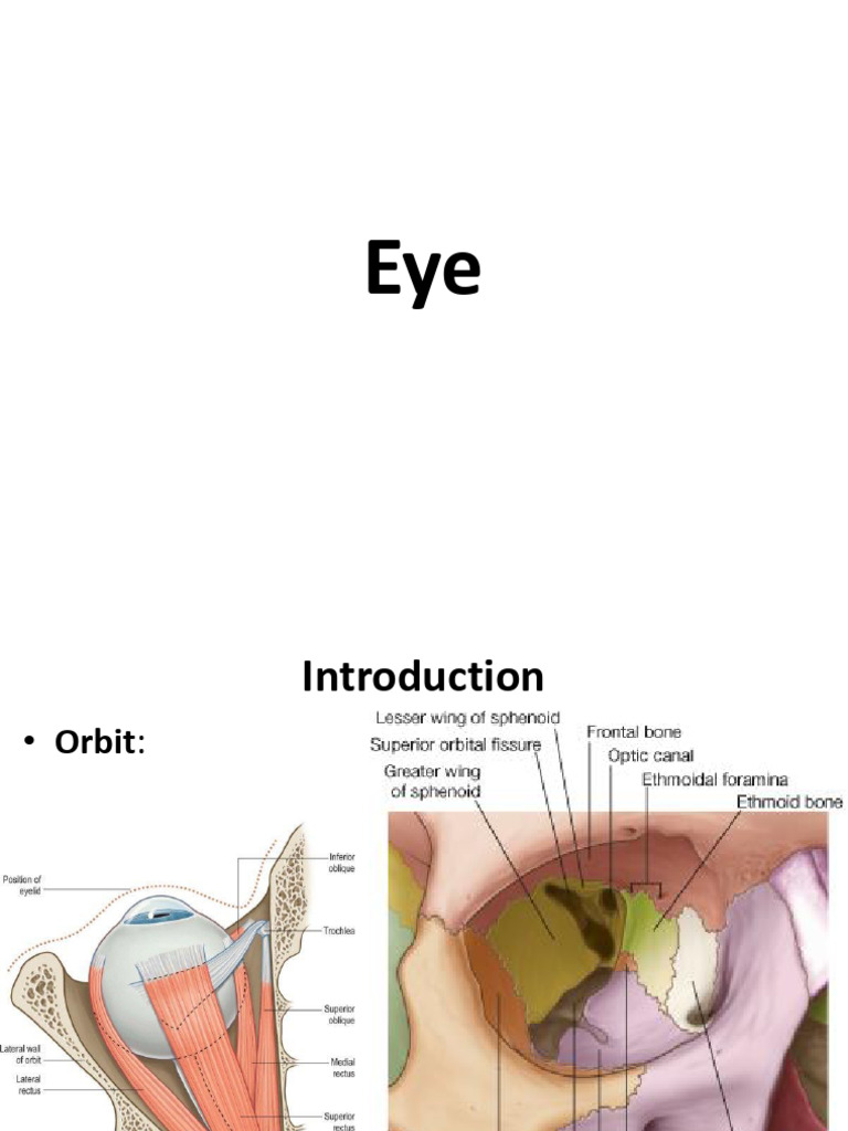 Eye | PDF