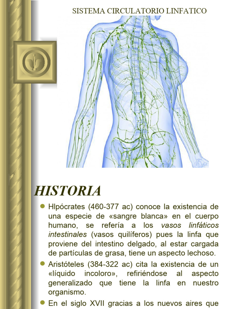 Historia y Funciones del Sistema Linfático | PDF | Sistema linfático ...