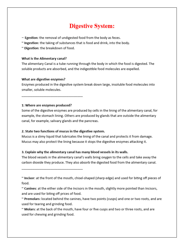 Digestive System 2 | PDF