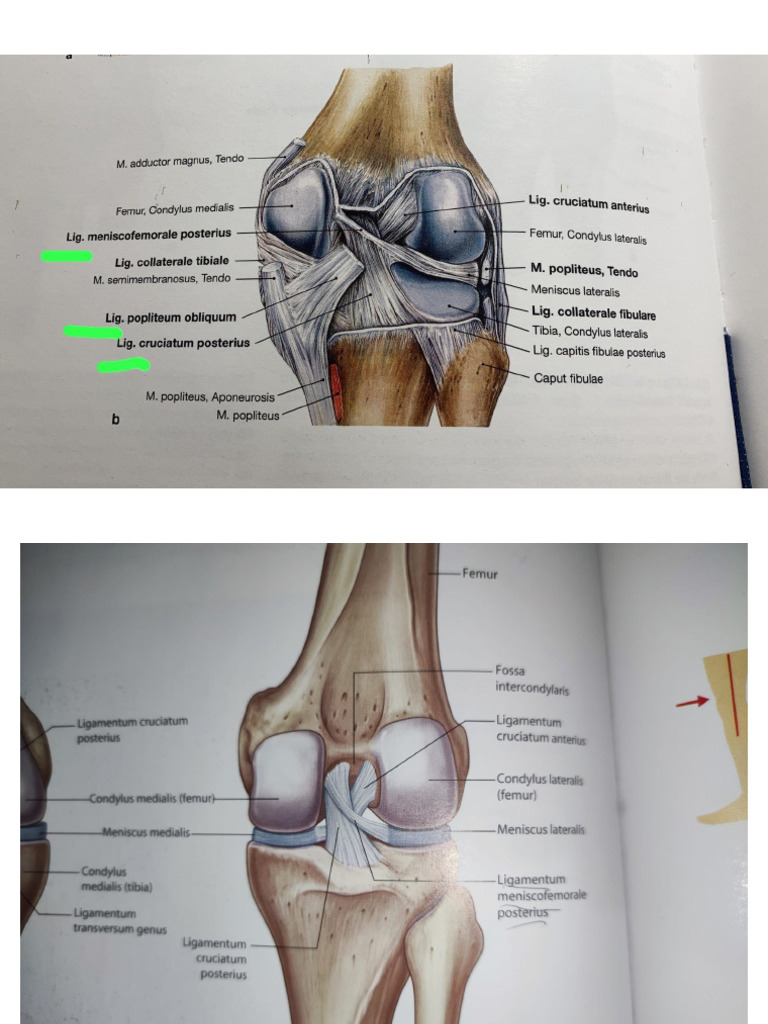 Eklemler Pratik | PDF