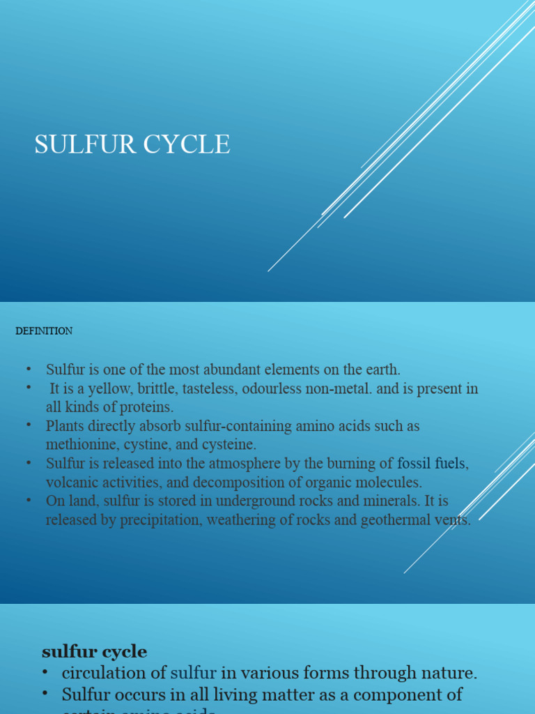 Understanding the Sulfur Cycle | PDF
