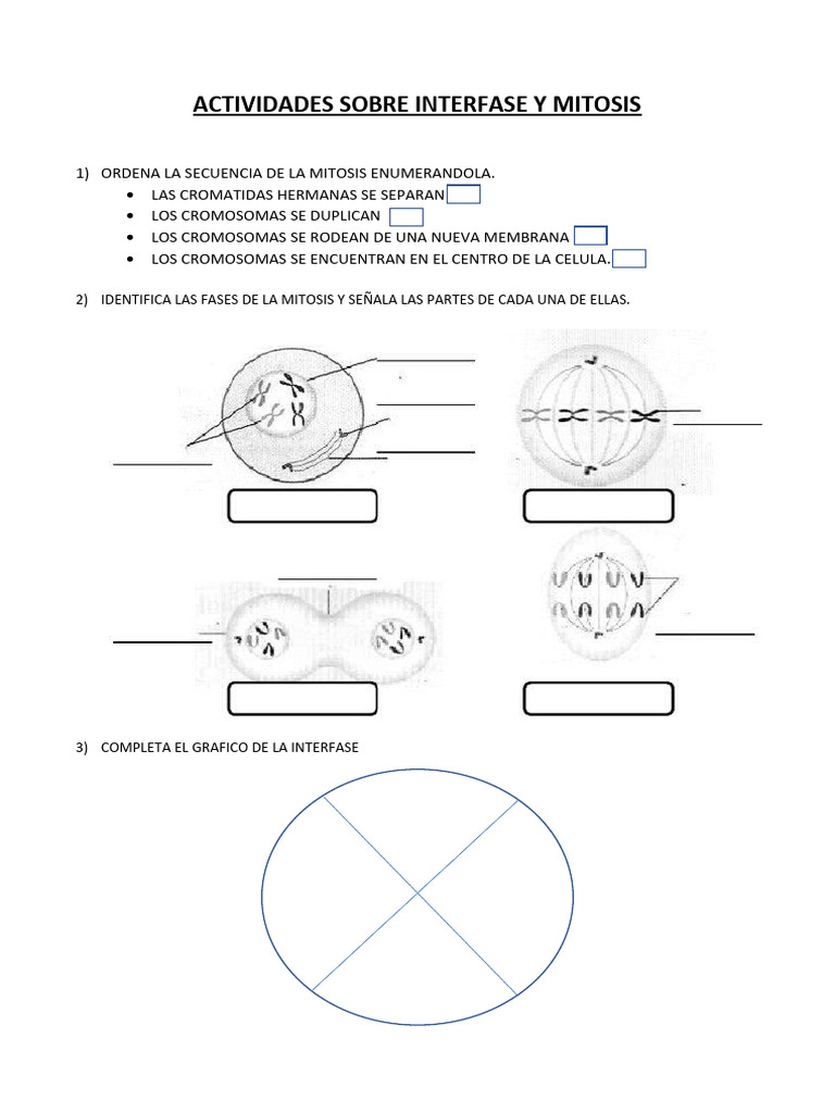 Actividades Sobre Interfase y Mitosis | PDF