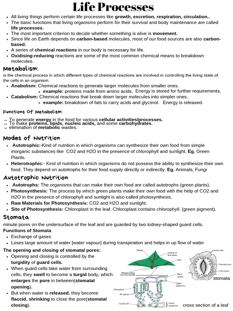 Understanding Life Processes | PDF | Digestion | Atrium (Heart)