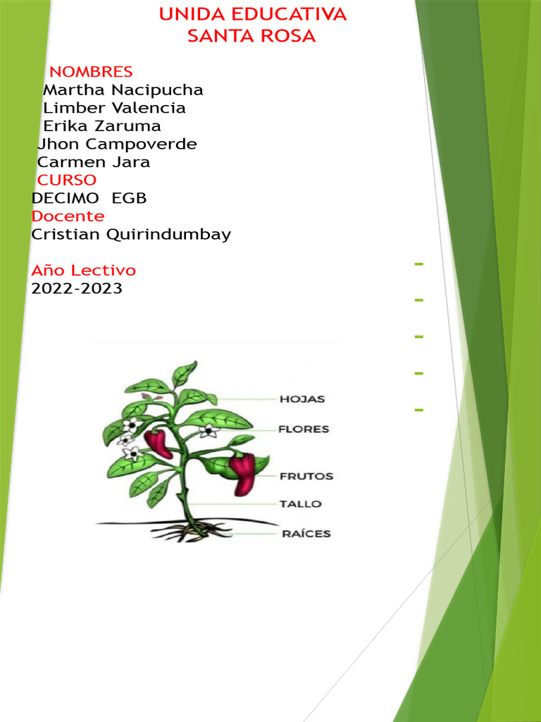 Ciencias Planta | PDF | Raíz | Flores