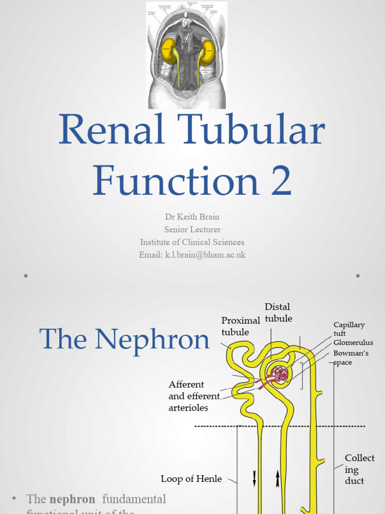 Renal Tub Function2 MBCHB | PDF | Abdomen | Anatomy