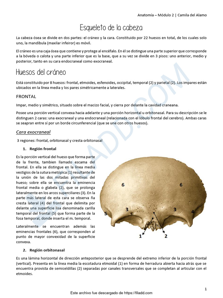 Anatomía del Esqueleto Facial Humano | PDF | Cráneo | Anatomía humana