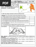 Contrôle SVT 3AC Semestre 2 | PDF | Nerf | Muscle squelettique