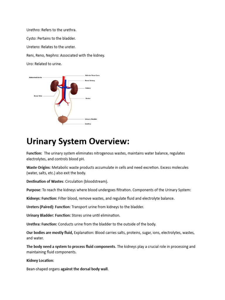 Urinary Study Guide | Download Free PDF | Urinary Incontinence | Urination