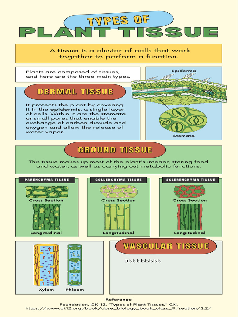 Types of Plant Tissues Explained | PDF