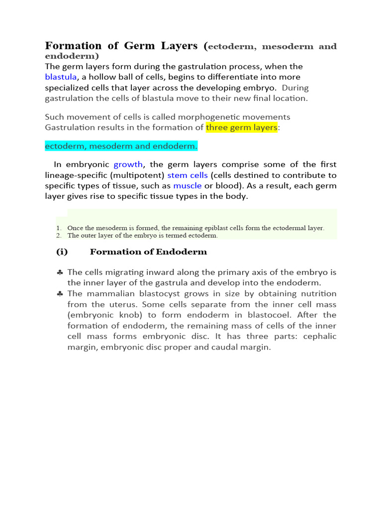 Formation of Germ Layers | PDF