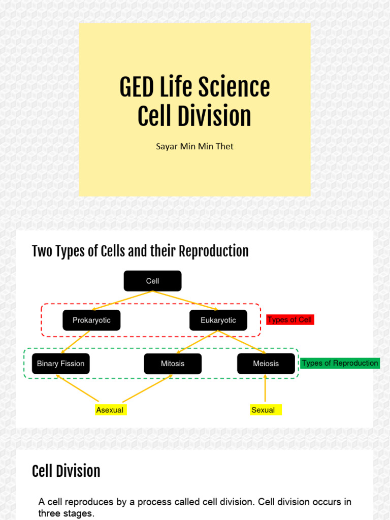 Cell Division | PDF | Meiosis | Mitosis