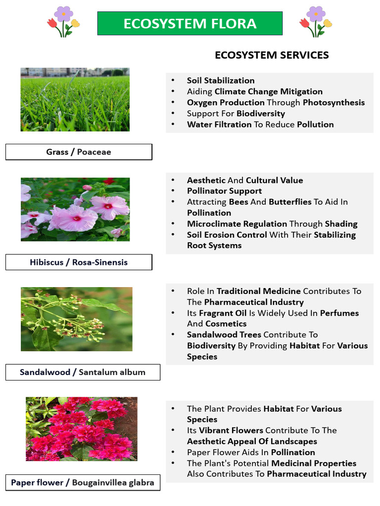 EVS Project 2 | PDF | Ecosystem | Plants