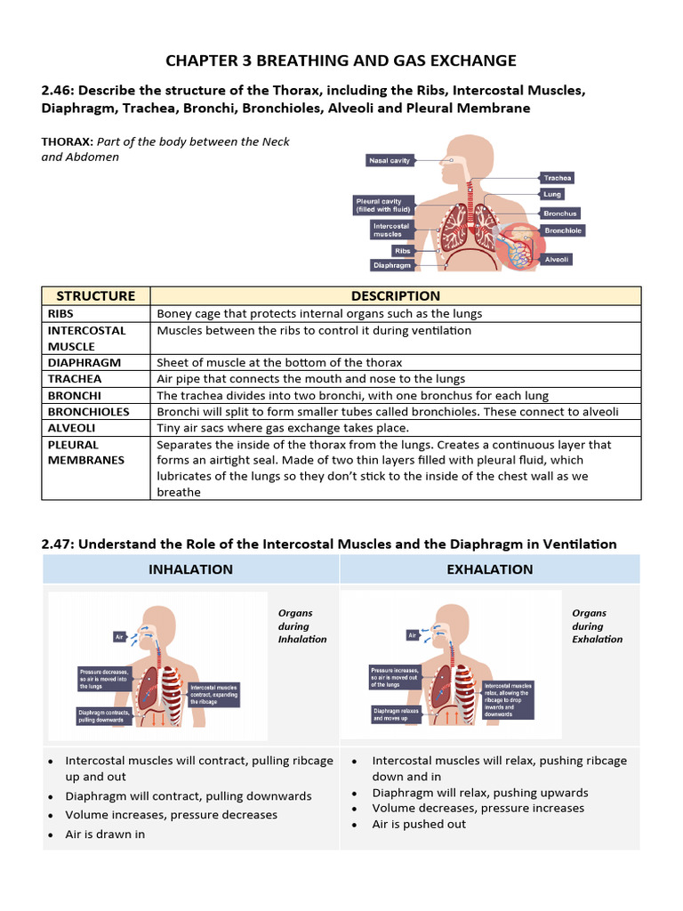 Chapter 3 Notes Edexcel Biology | PDF | Lung | Thorax