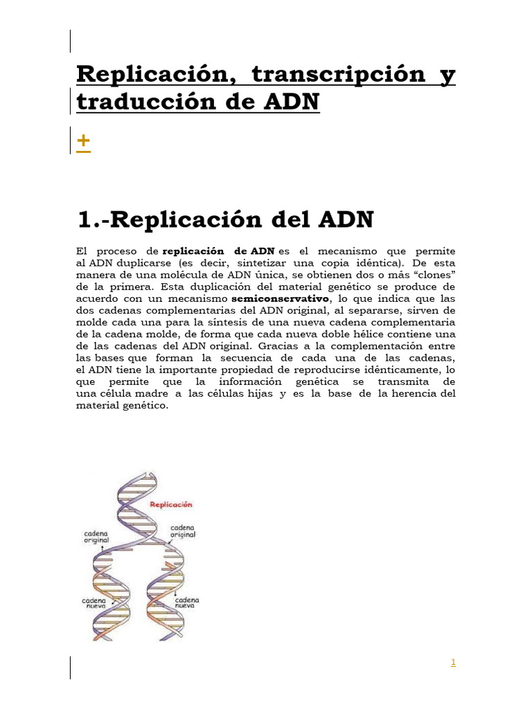 Replicación, Transcripción y Traducción | PDF | Adn | Rna