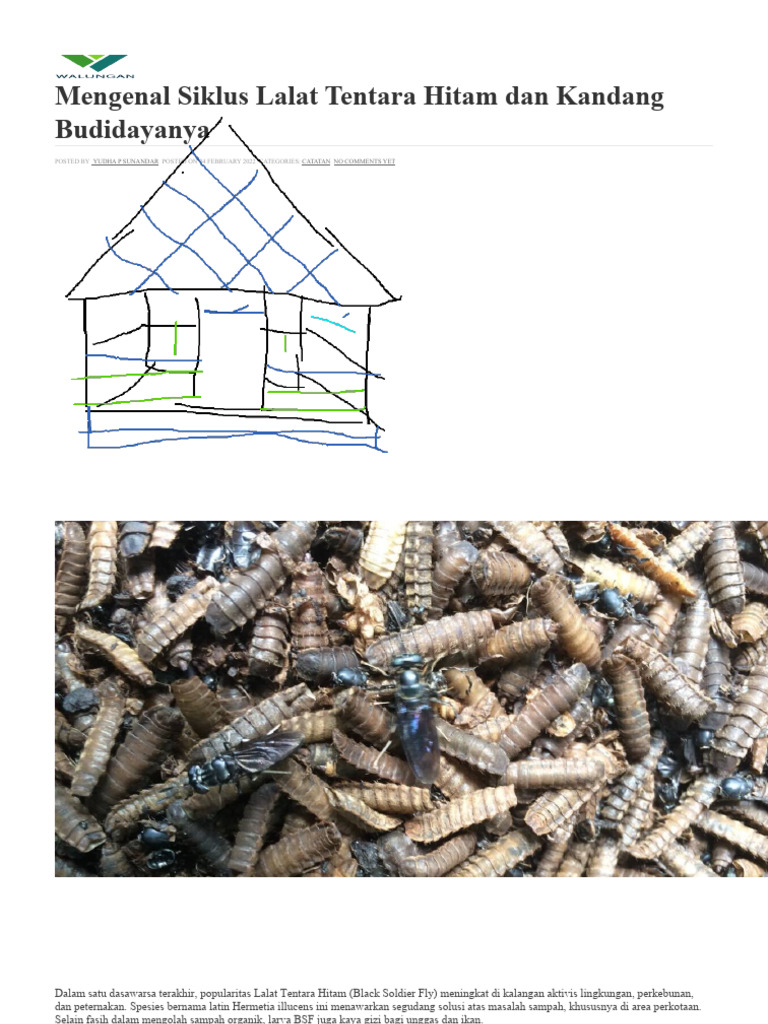 Tahapan Budidaya Maggot BSF | PDF