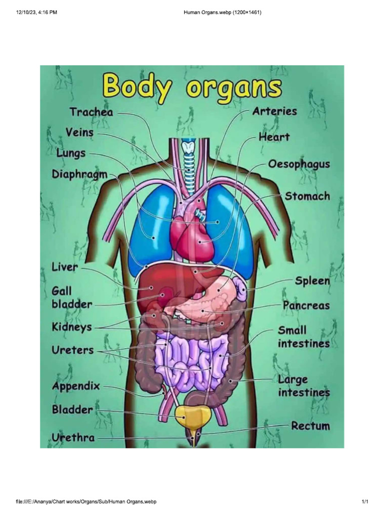 Organs 1 | PDF