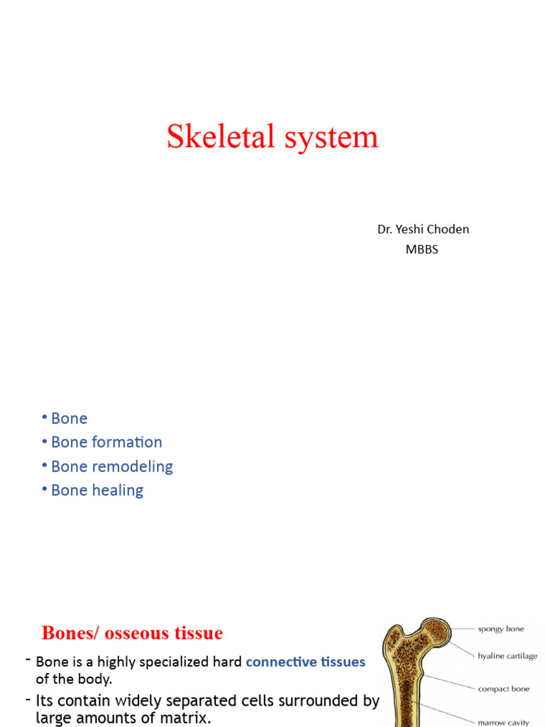 Skeletal System | PDF | Bone | Osteoblast
