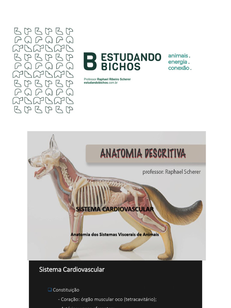 Aula 02 - Sistema Cardiovascular (Complemento Aula 02) | PDF