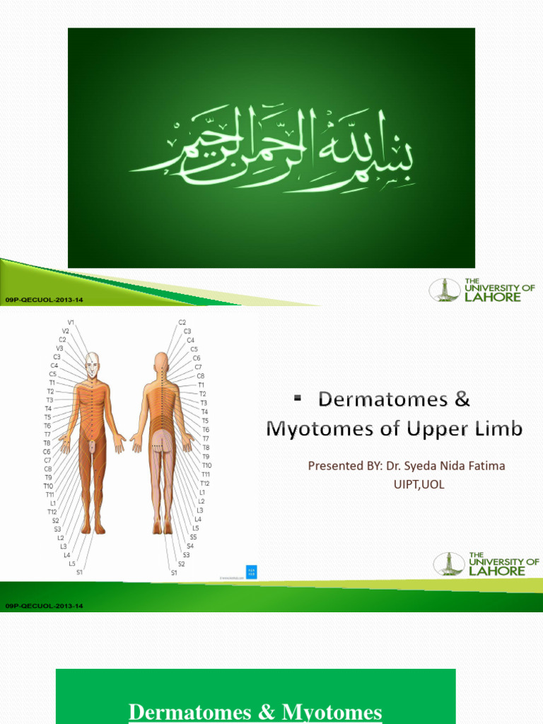 Upper Limb Dermatomes and Myotomes | PDF