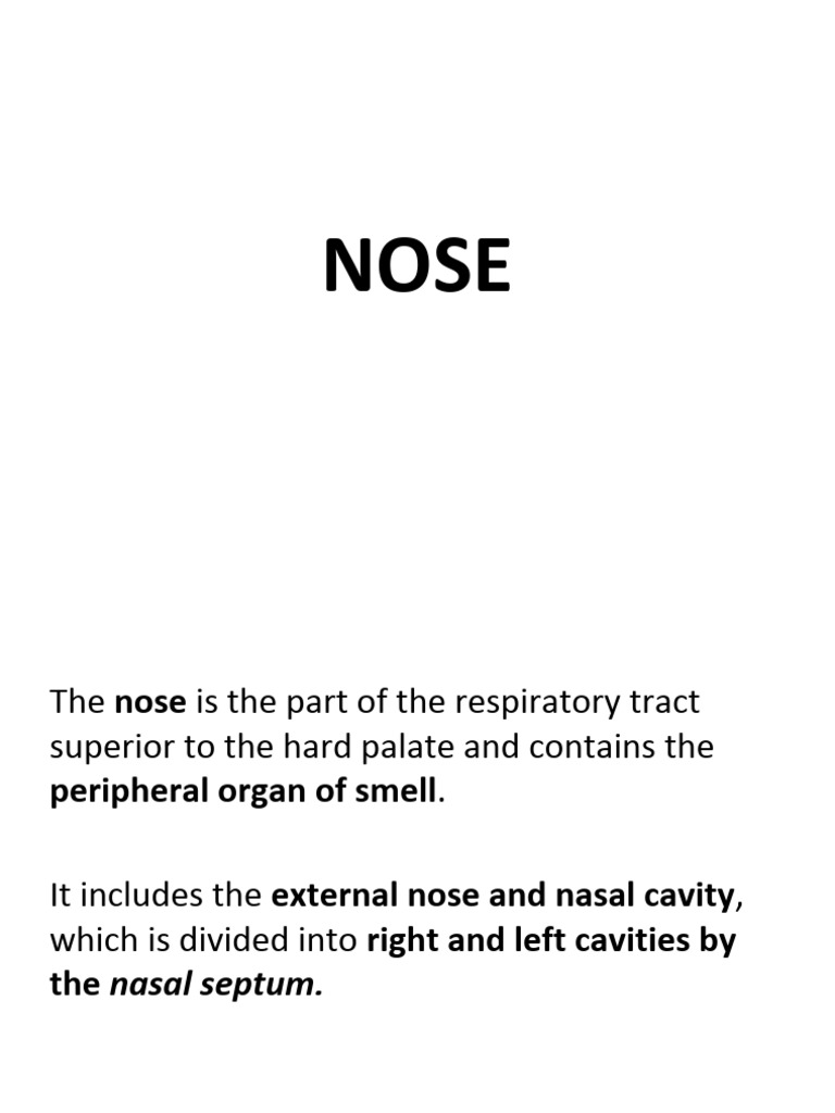Respiratory System Part 1 PDF | PDF | Human Nose | Face Respiratory System Part 1 PDF | PDF | Human Nose | Face