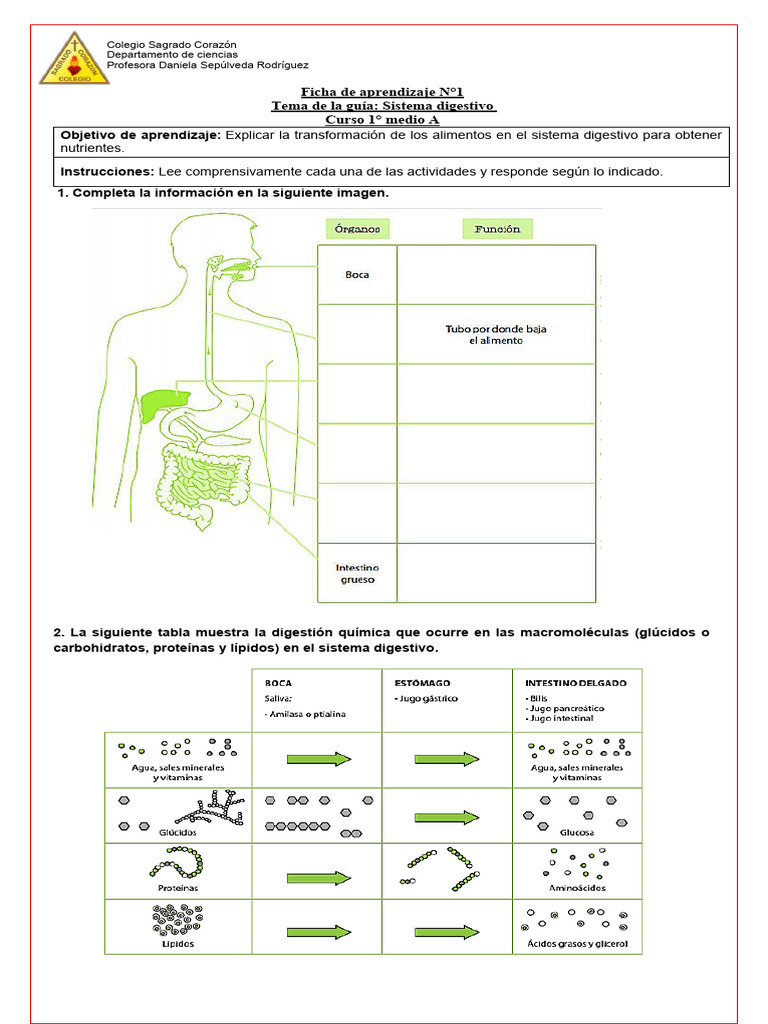 Aprendizaje sobre el Sistema Digestivo | PDF