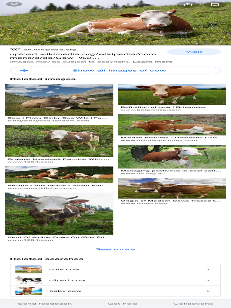 Cow - Google Search | PDF