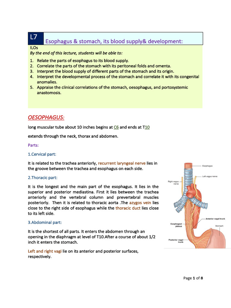 Esophagus & Stomach, Its Blood Supply& Development:: Oesophagus | PDF | Stomach | Esophagus