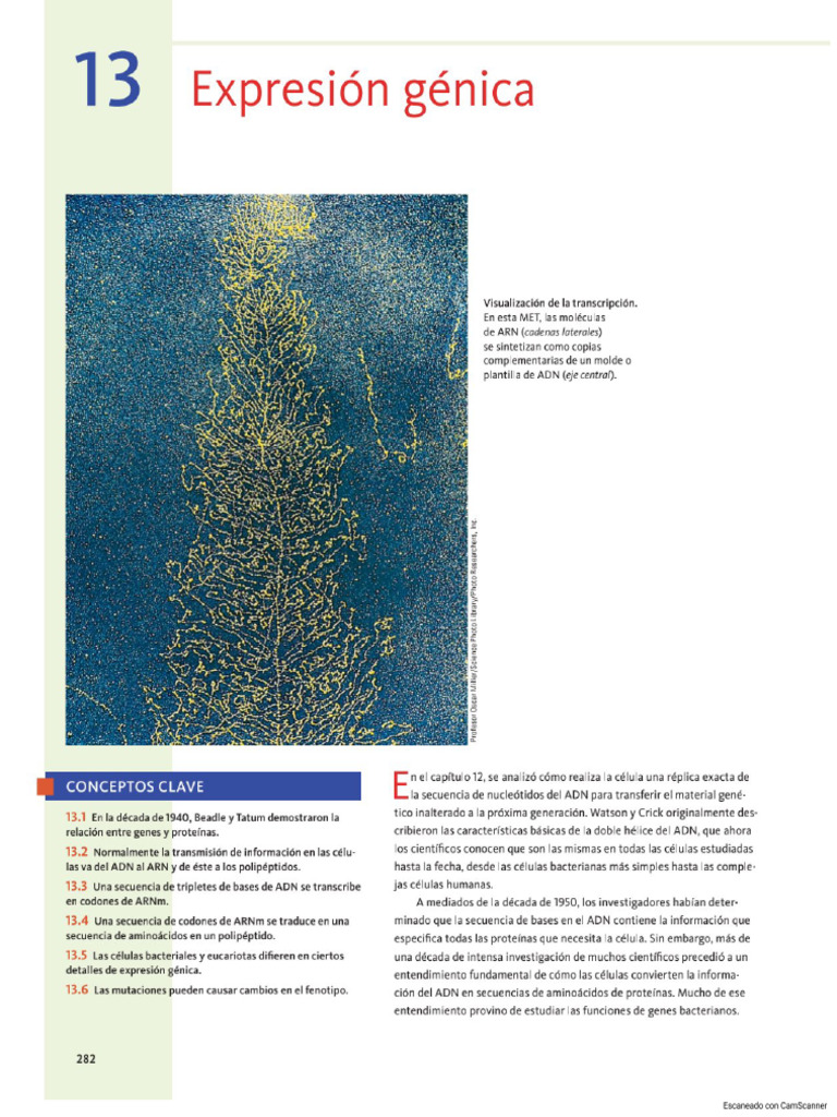 Biologia Solomon | PDF