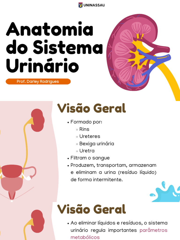 Aula 8 - Anatomia Do Sistema Urinário | PDF