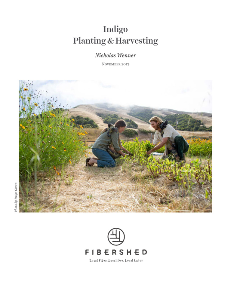 Indigo Planting Harvesting Nov2017 | PDF | Seedling | Plant Nursery