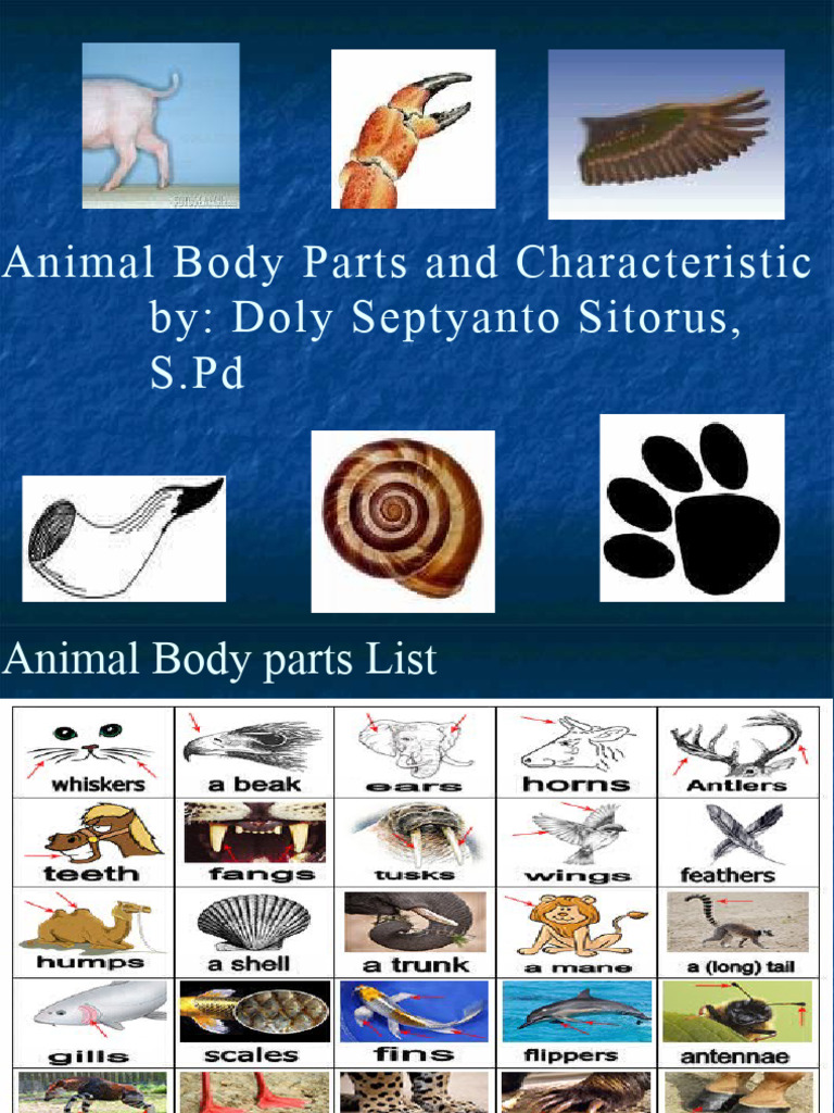 ANIMAL BODY PARTS AND CHARACTERISTIC-dikonversi | PDF
