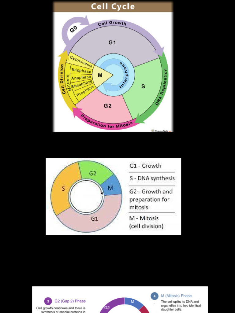 Cell Division Grade 8 | PDF