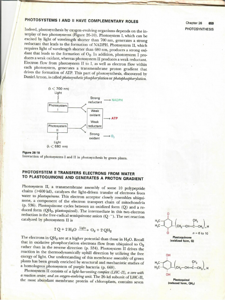 Notes On Photosynthesis | PDF