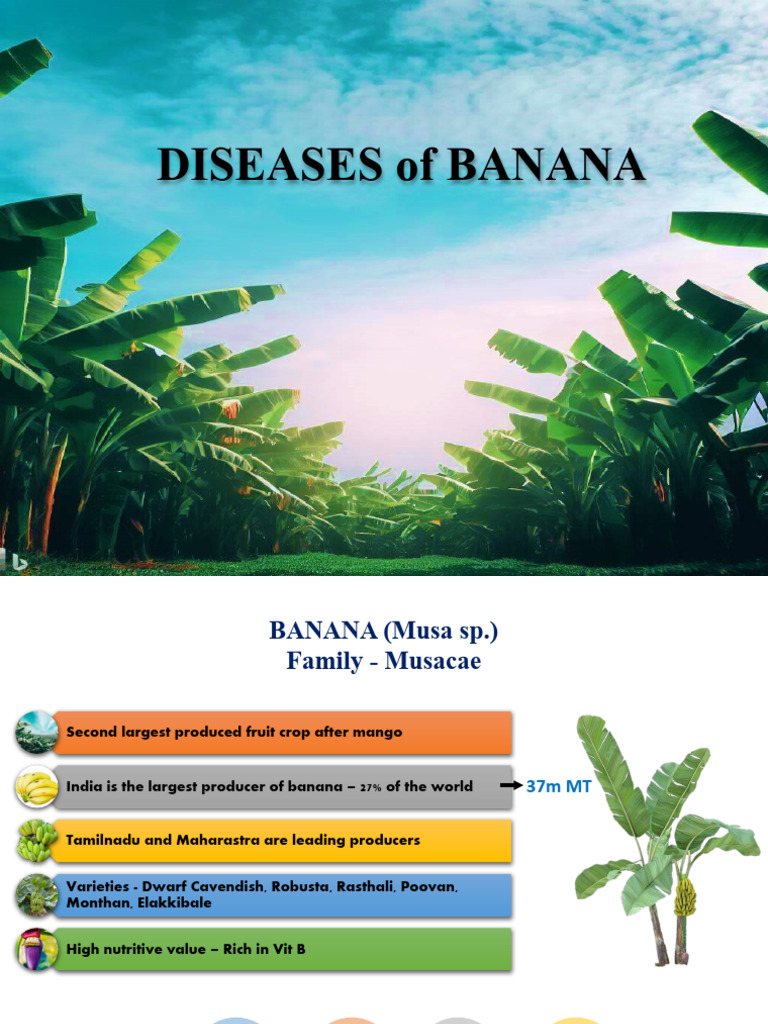 Banana Diseases | PDF | Banana | Fungicide