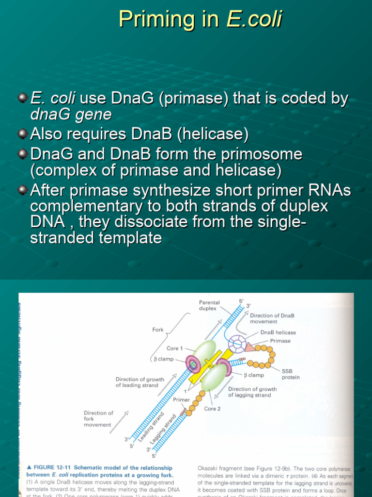 DNA Replication-Sem 2 20222023-UKMFolio-Part 3 | PDF | Dna Replication ...