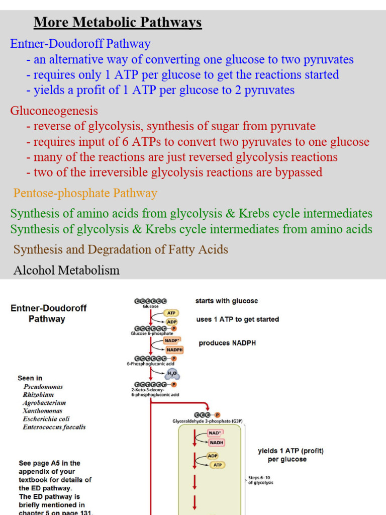 Additional Metabolic Pathways | PDF | Pyruvic Acid | Metabolic Pathway
