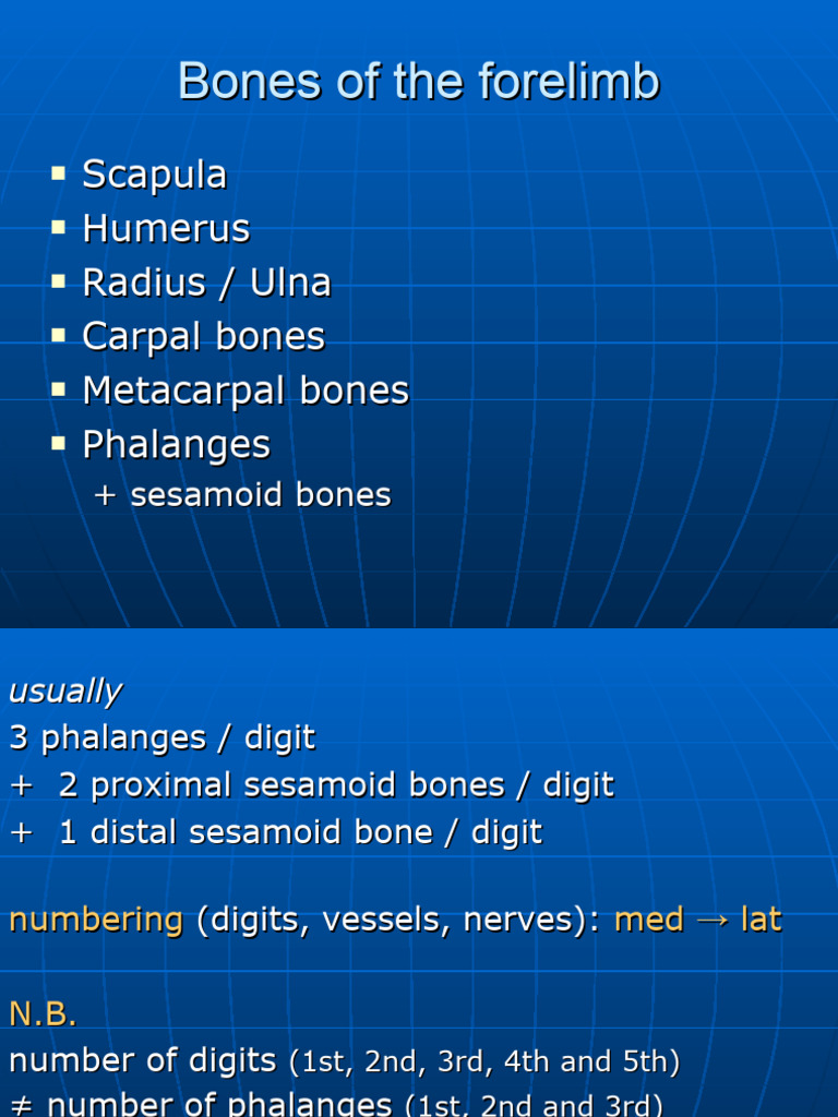 Bones of The Forelimb | PDF | Social Science