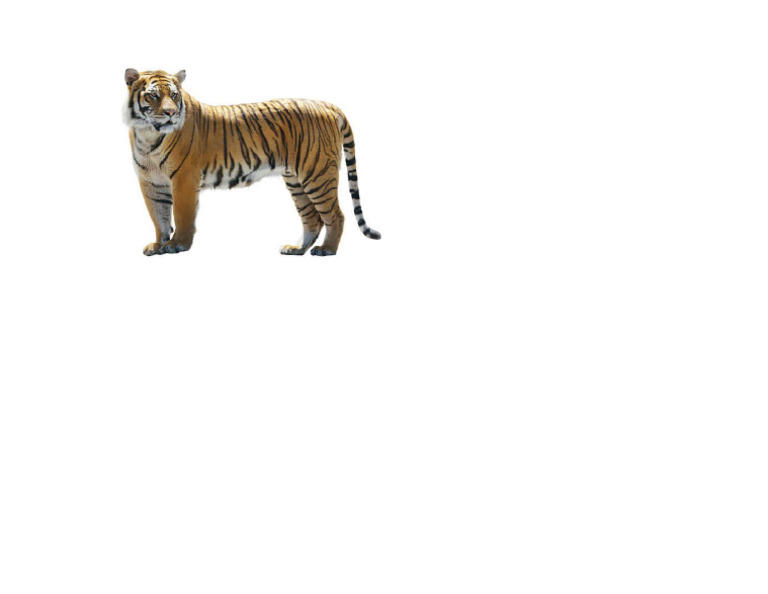 Harimau Warna | PDF
