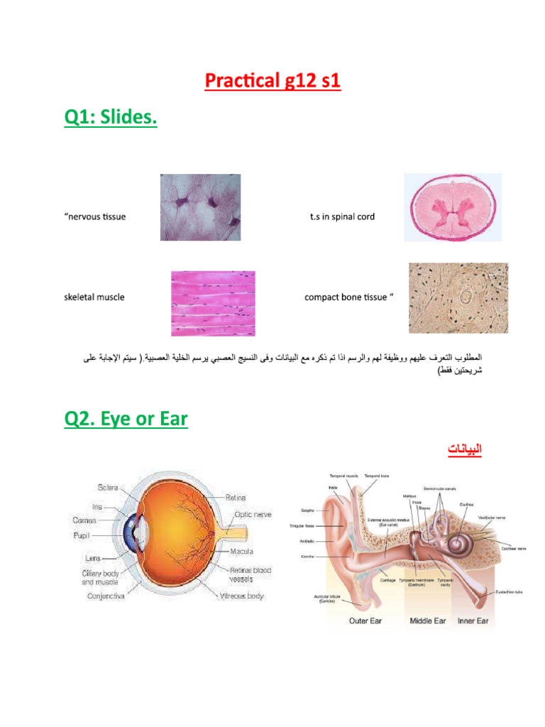 MR Ahmed Bio Practical File | PDF