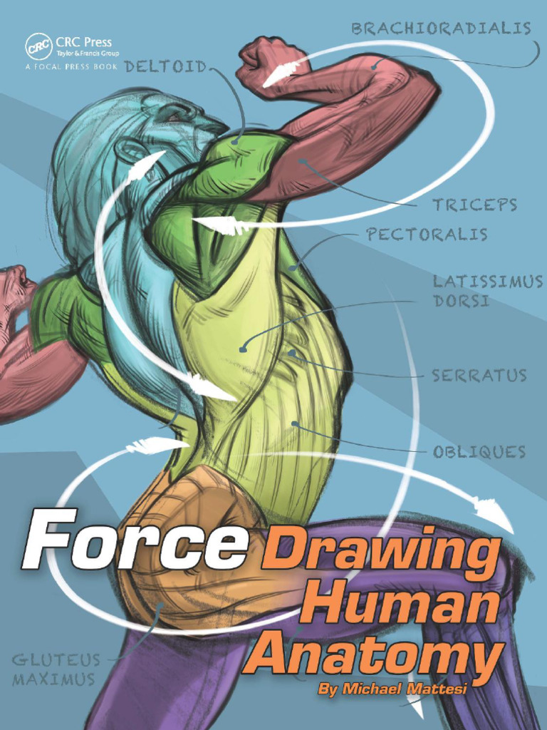 Michael D. Mattesi - Force Drawing Human Anatomy | PDF